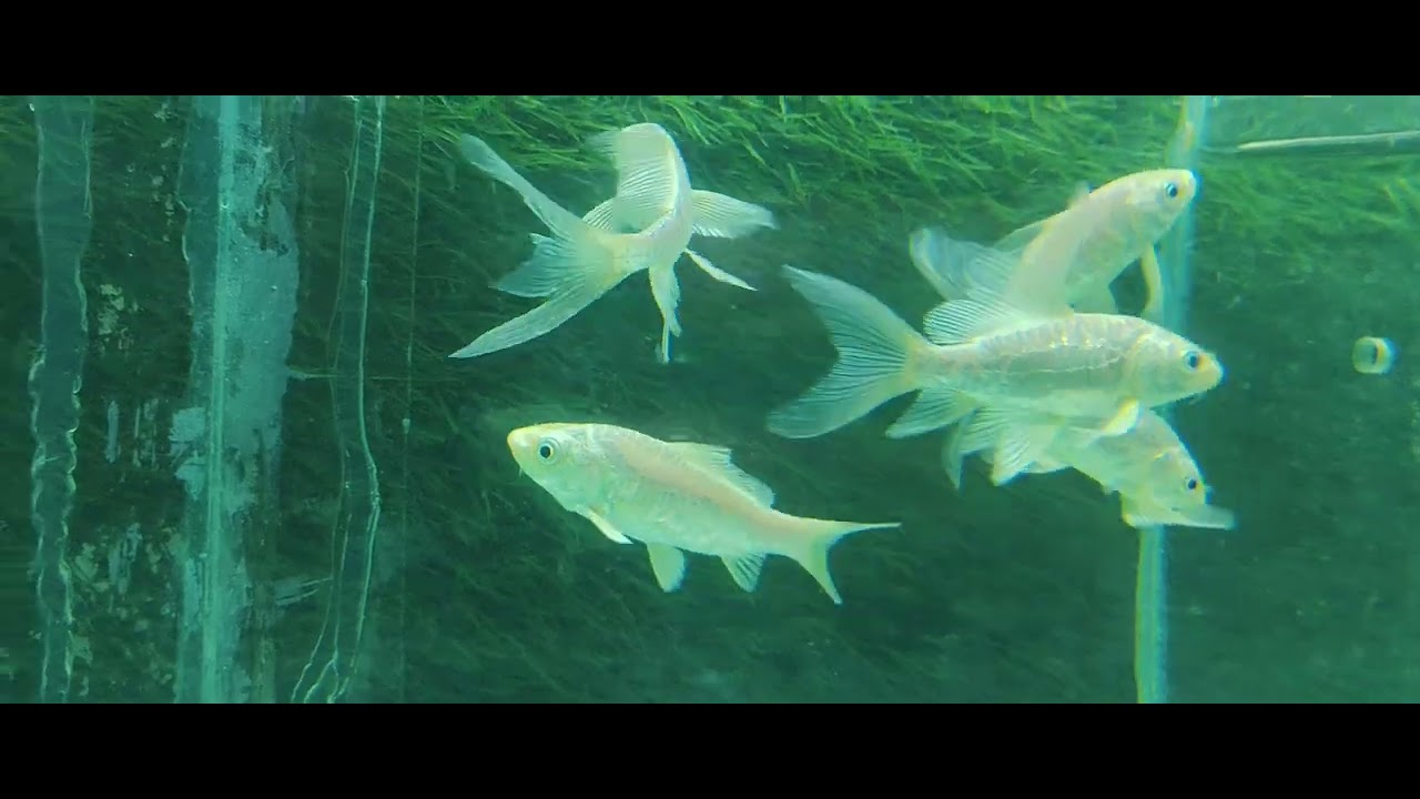 Multi fin Milky fish - YouTube