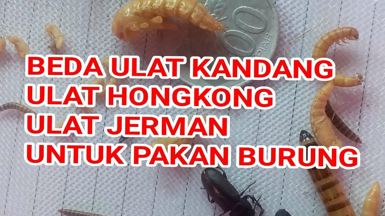 Beda ulat kandang , ulat hongkong dan ulat jerman - YouTube