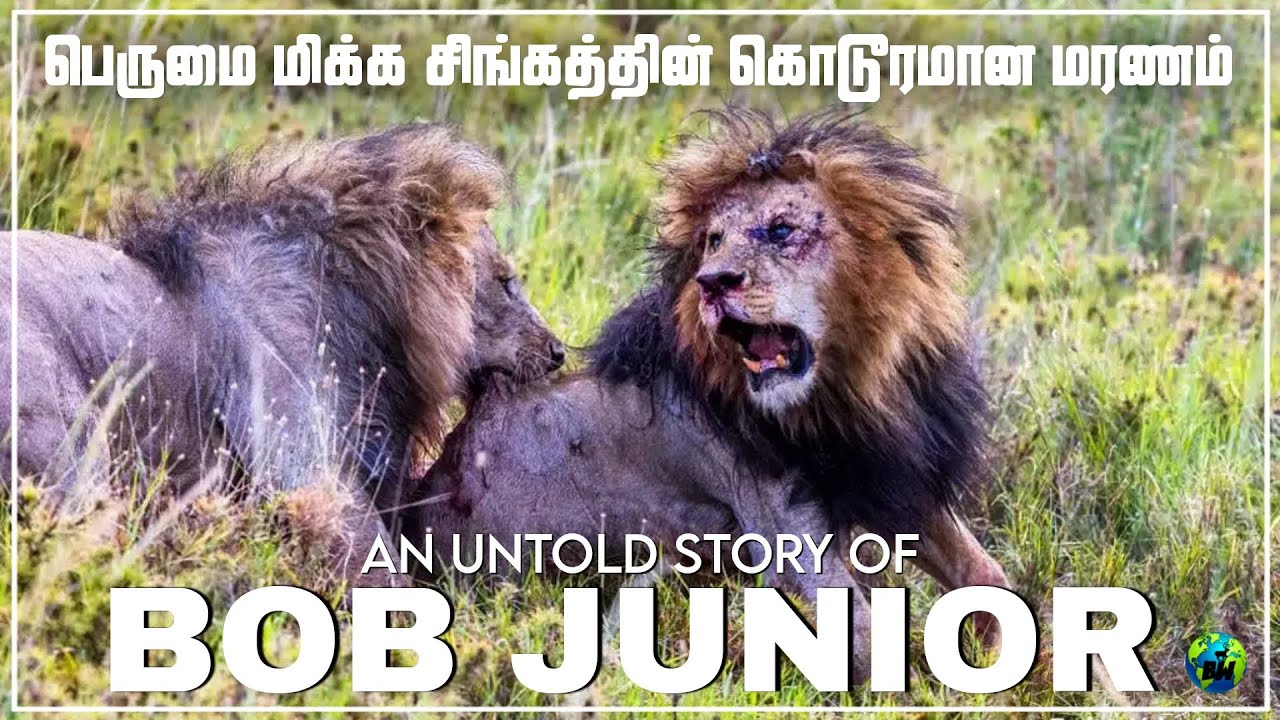 Story of BOB JUNIOR Lion | The lion king of serengeti | Snyggve and ...