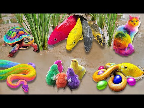 Most Amazing Catch Catfish in Tiny Pond, PingPong Pearlscale Goldfish ...