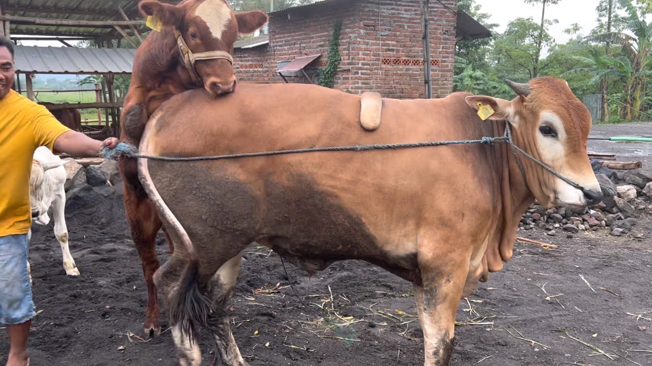 2 EKOR SAPI LANGKA UNIK LUCU‼️🔥🔥🔥 - YouTube