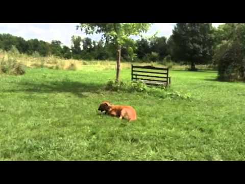 Belgian Malinois/Greyhound Mix Buddy & Marley - YouTube