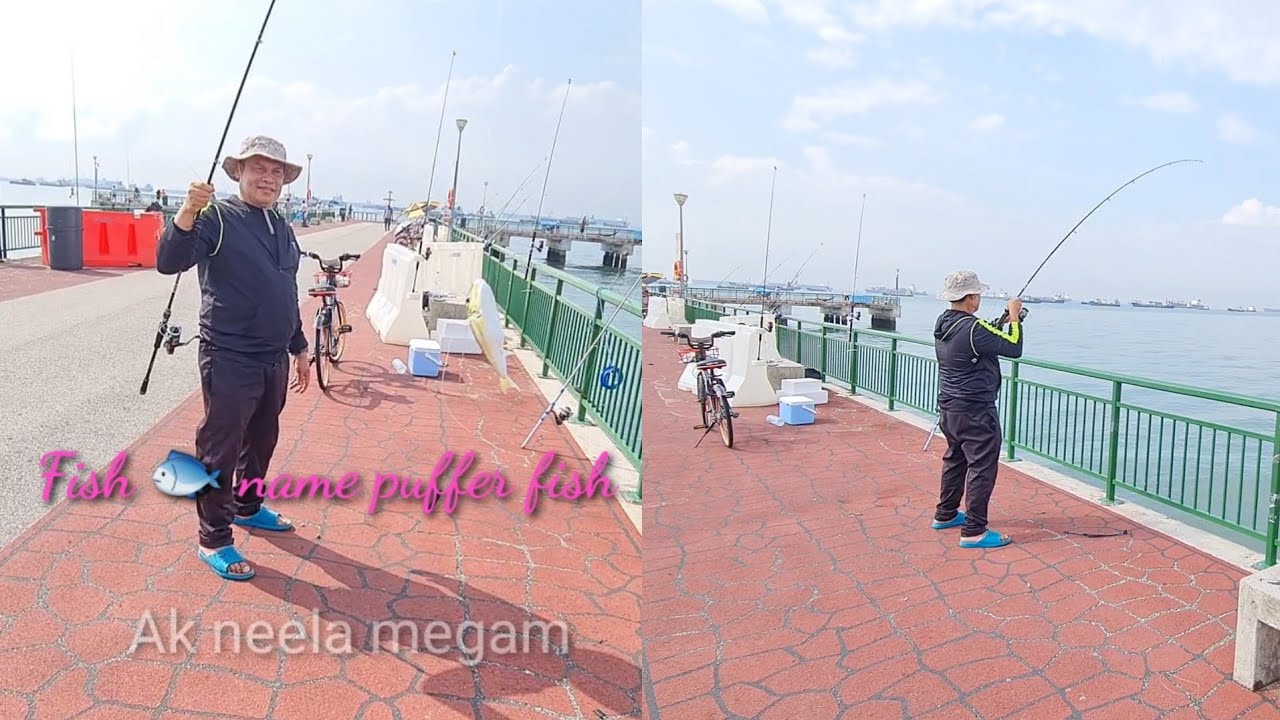 bedok jetty Fish 🐟 puffer fish 🇸🇬 🇸🇬 Singapore - YouTube