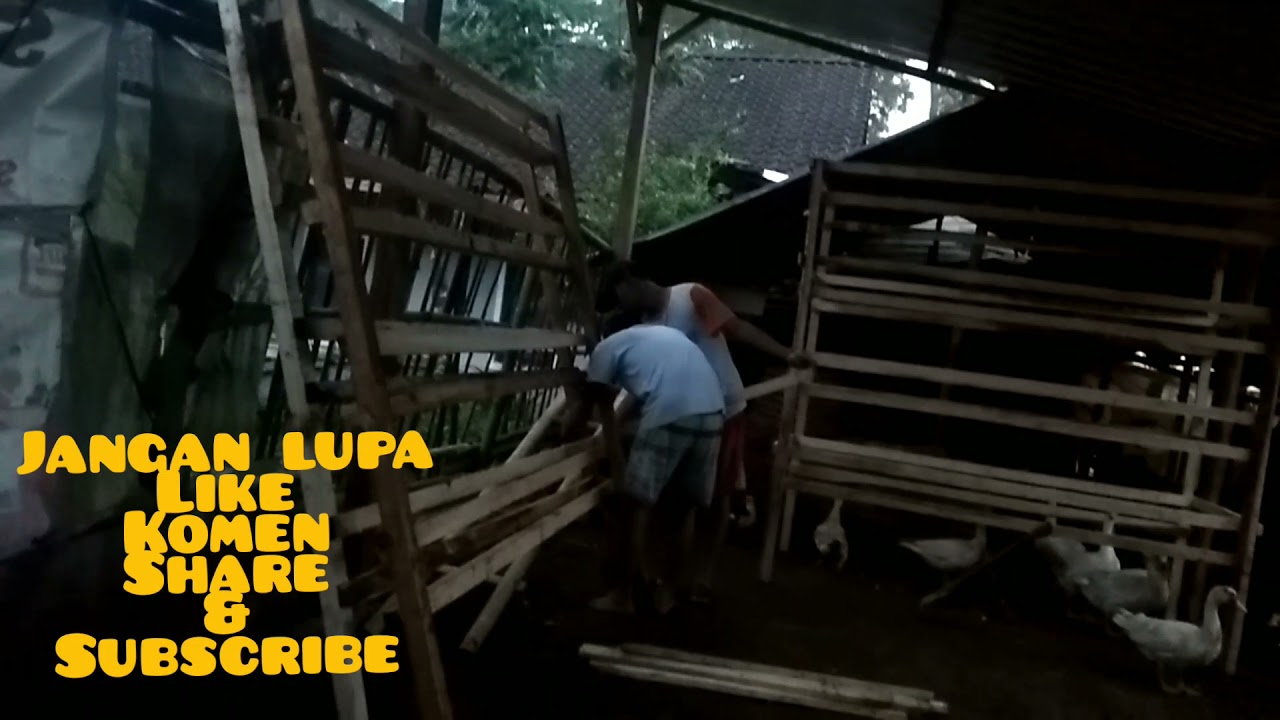 RAK CACING low budget part2 // ternak cacing merah - YouTube