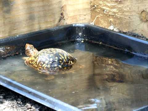 Box Turtle taking a swim - YouTube