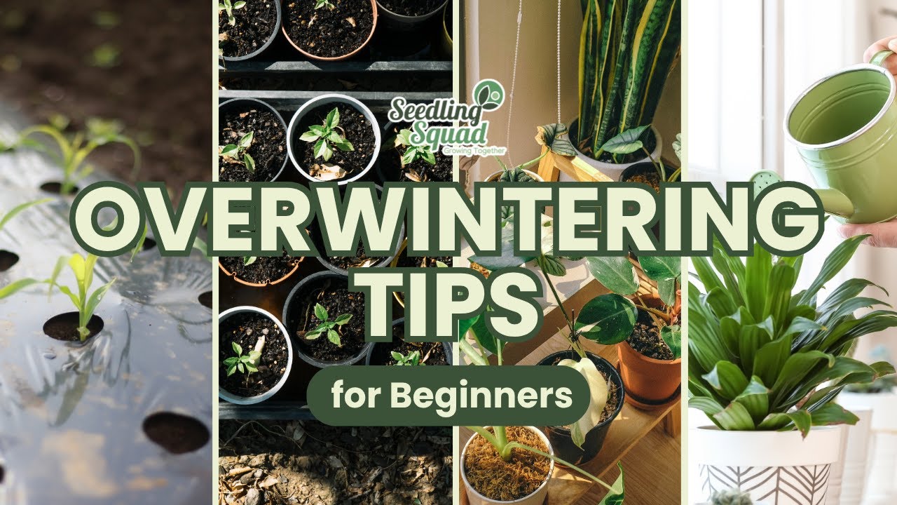 Overwintering Tips for Beginners - YouTube