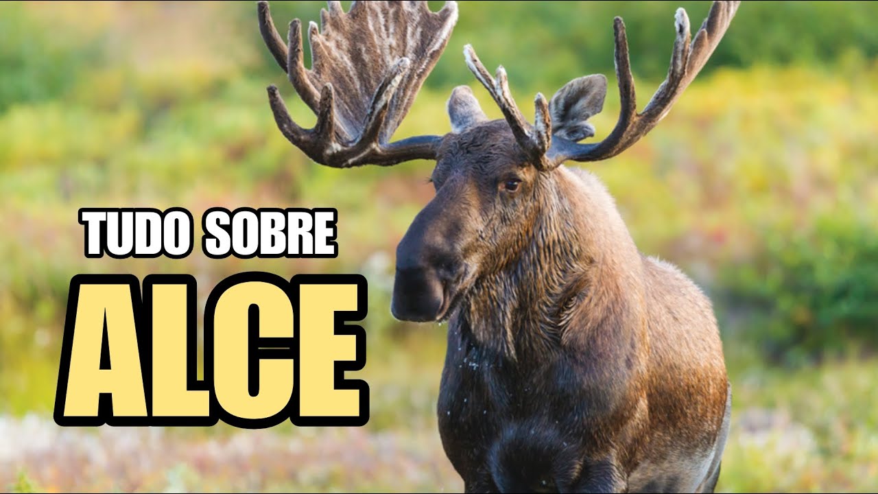 Conheça o incrível Alce - YouTube