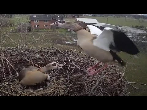 Stork swoops on goose nest 😱 Papa goose protects the babies 🤩 ...