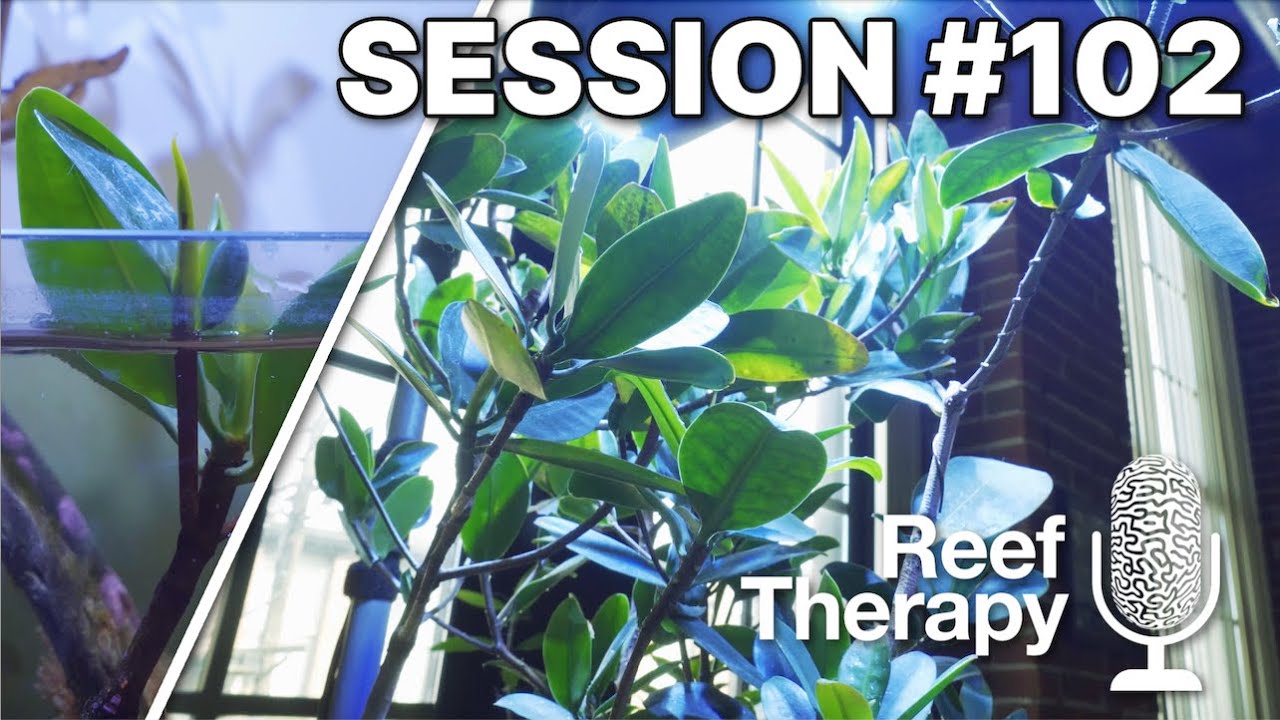 Mastering Mangroves in Your Reef Tank - How To Grow, General Care ...