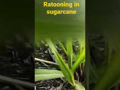 Ratooning in sugarcane - YouTube