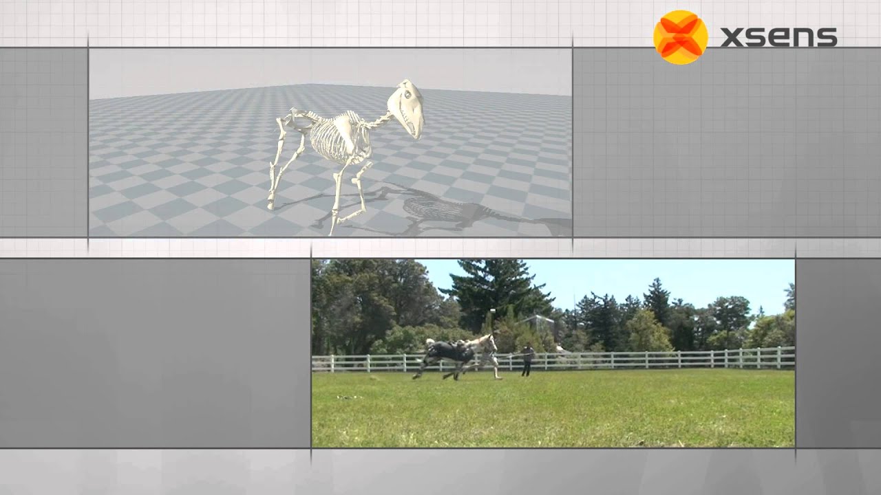 Motion capture of equine locomotion - YouTube