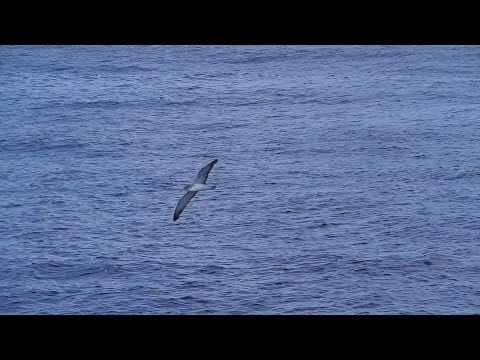Cory's Shearwater. Texas Pelagics trip