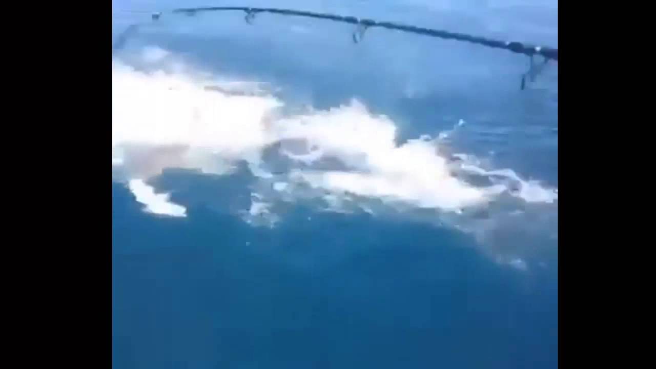Shark robbery fish from anger - YouTube