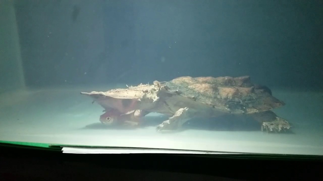 Mata Mata turtle in slow motion eating goldfish - YouTube
