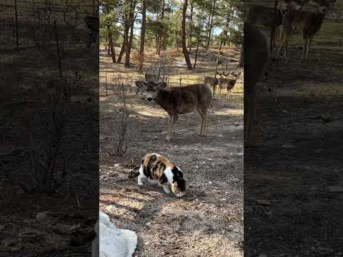 Doe Tries to Trample Cat, But Fails!