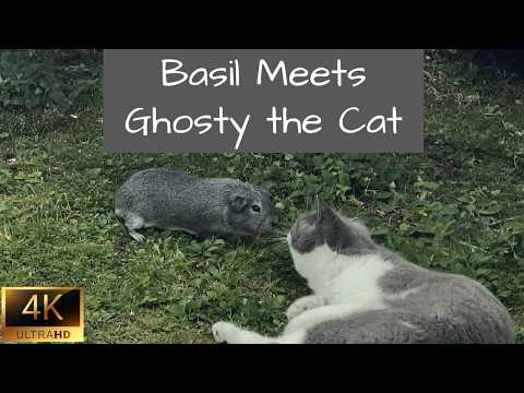 Guinea Pigs | Basil Meets Ghosty The Cat