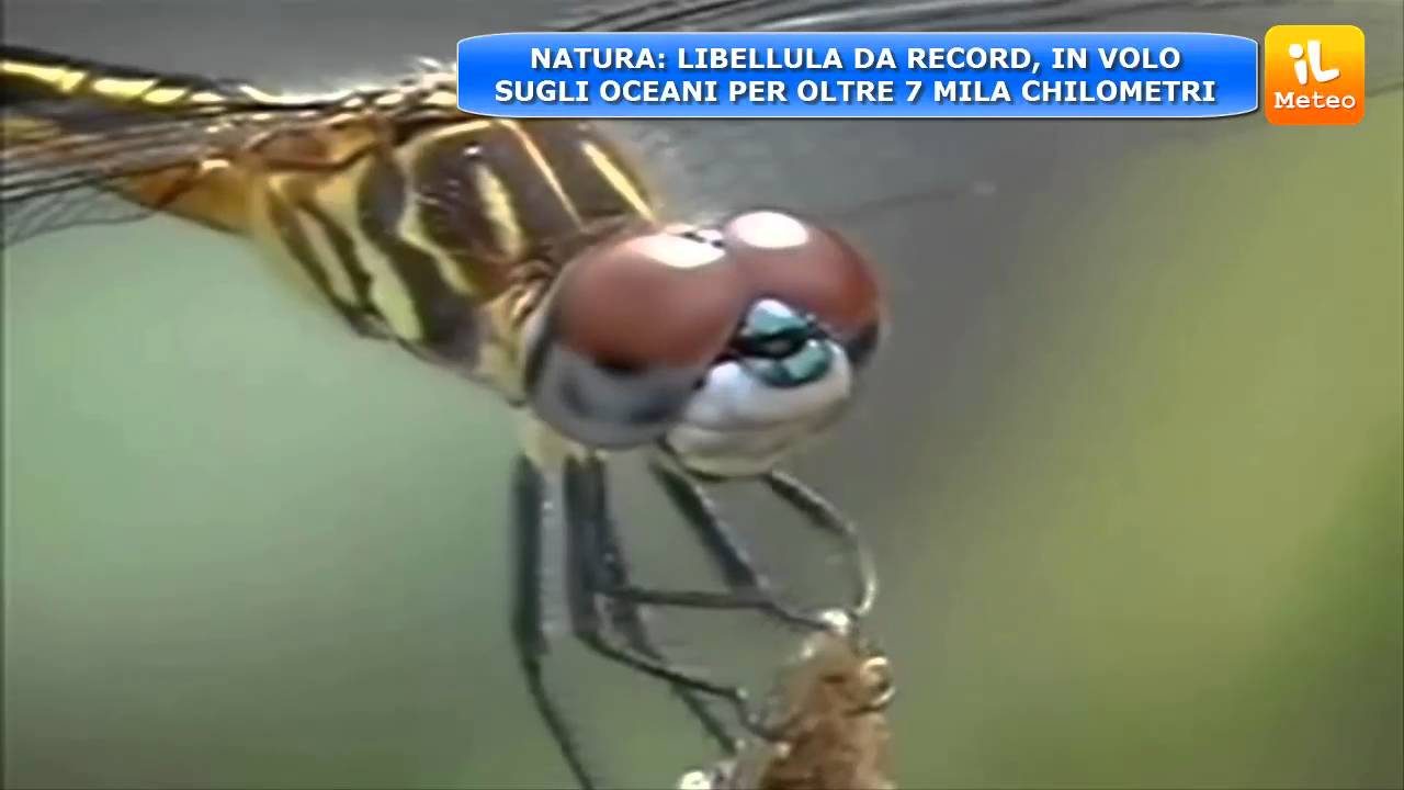METEO NEWS : LIBELLULA DA RECORD, IN VOLO SUGLI OCEANI PER OLTRE 7 MILA ...