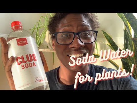 Club Soda / Soda Water Benefits for Plants: GROW MORE THAN TWICE AS FAST!! EFFECTIVE METHOD W/ PROOF