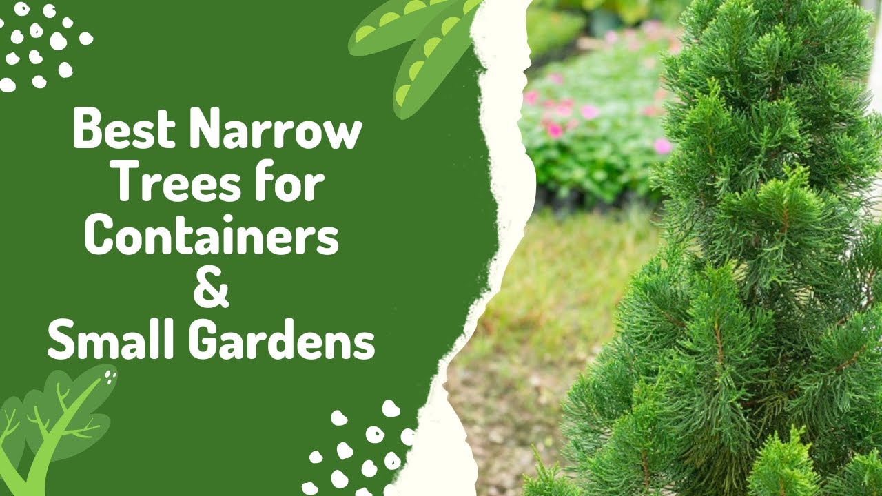 15 Best Narrow Trees for Containers & Small Gardens | Small trees to ...