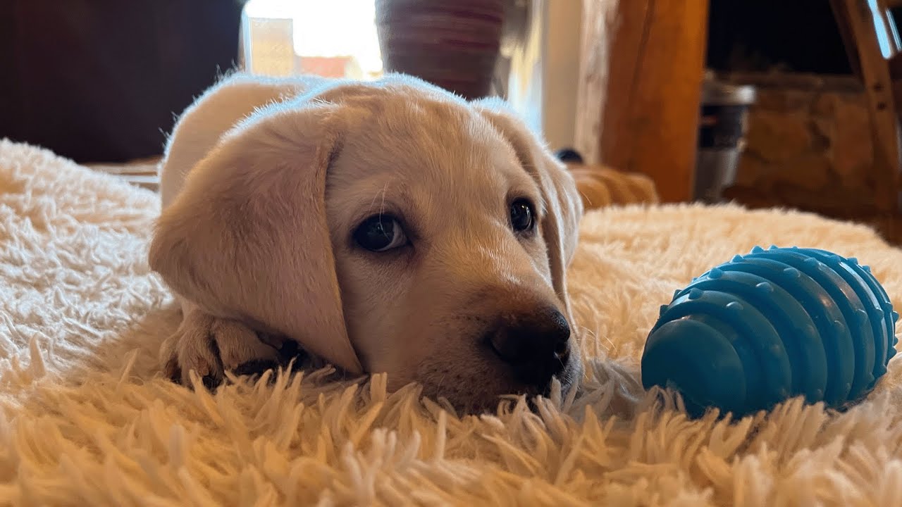 8-week-old Lab Puppy DASHER Spends the Week at Casa HDL #labrador # ...