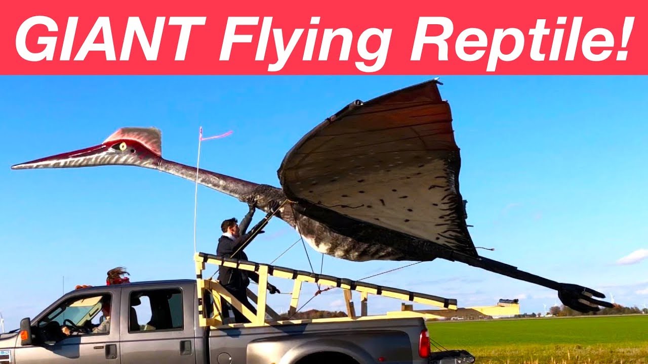 World's Only Giant Flying Pterosaur and Story - YouTube
