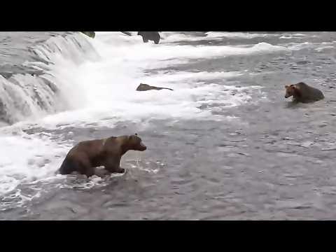 4 Aug 2026: Scuba Bear Arrives, Lives Up to His Name (explore.org)