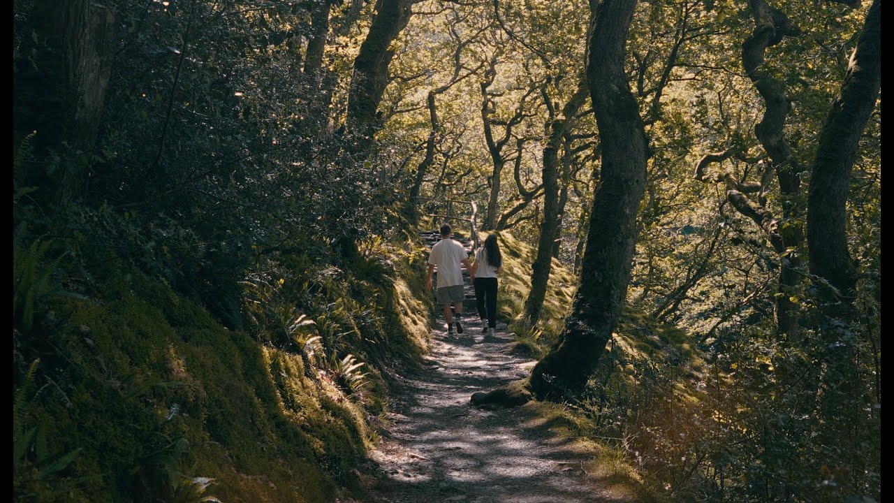 A calming walk by the waterfalls. #nostalgicflowers - YouTube