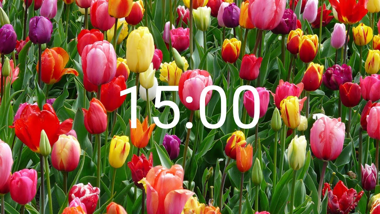 15 Minute Timer Spring Tulips - YouTube