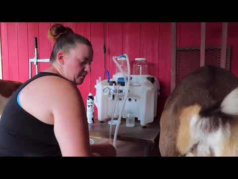 2 weeks after using the Simple Pulse milking machine - YouTube