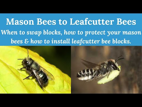 How To Remove Mortar Bees