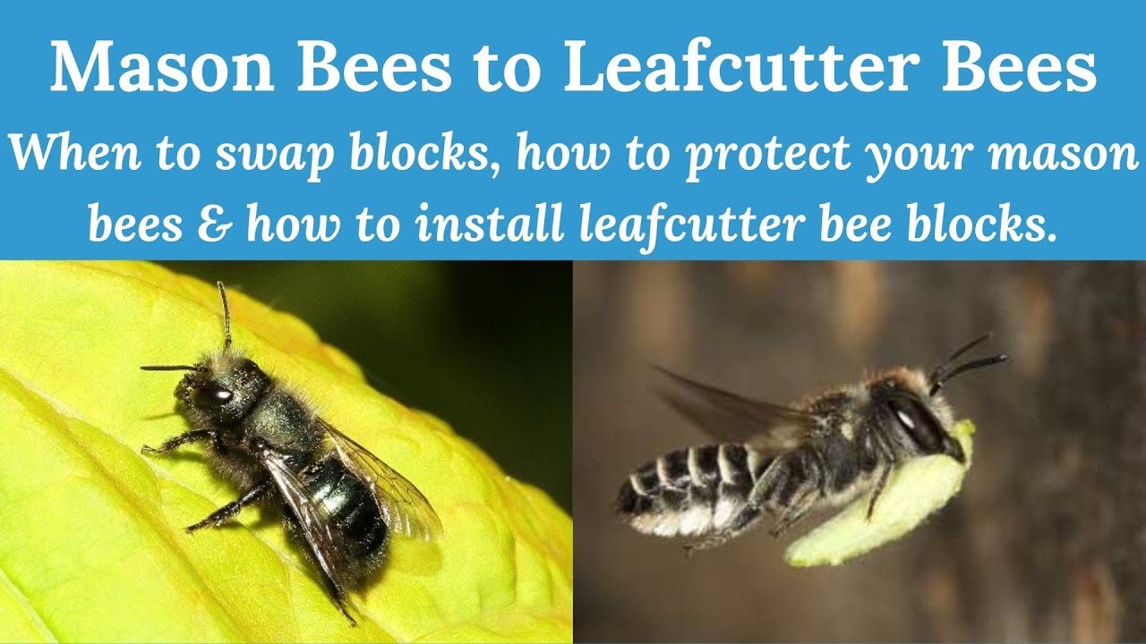 Mason Bee Video Library