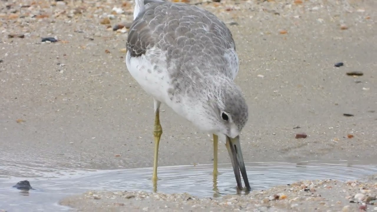 Nordmann's Greenshank (Tringa guttifer) - YouTube