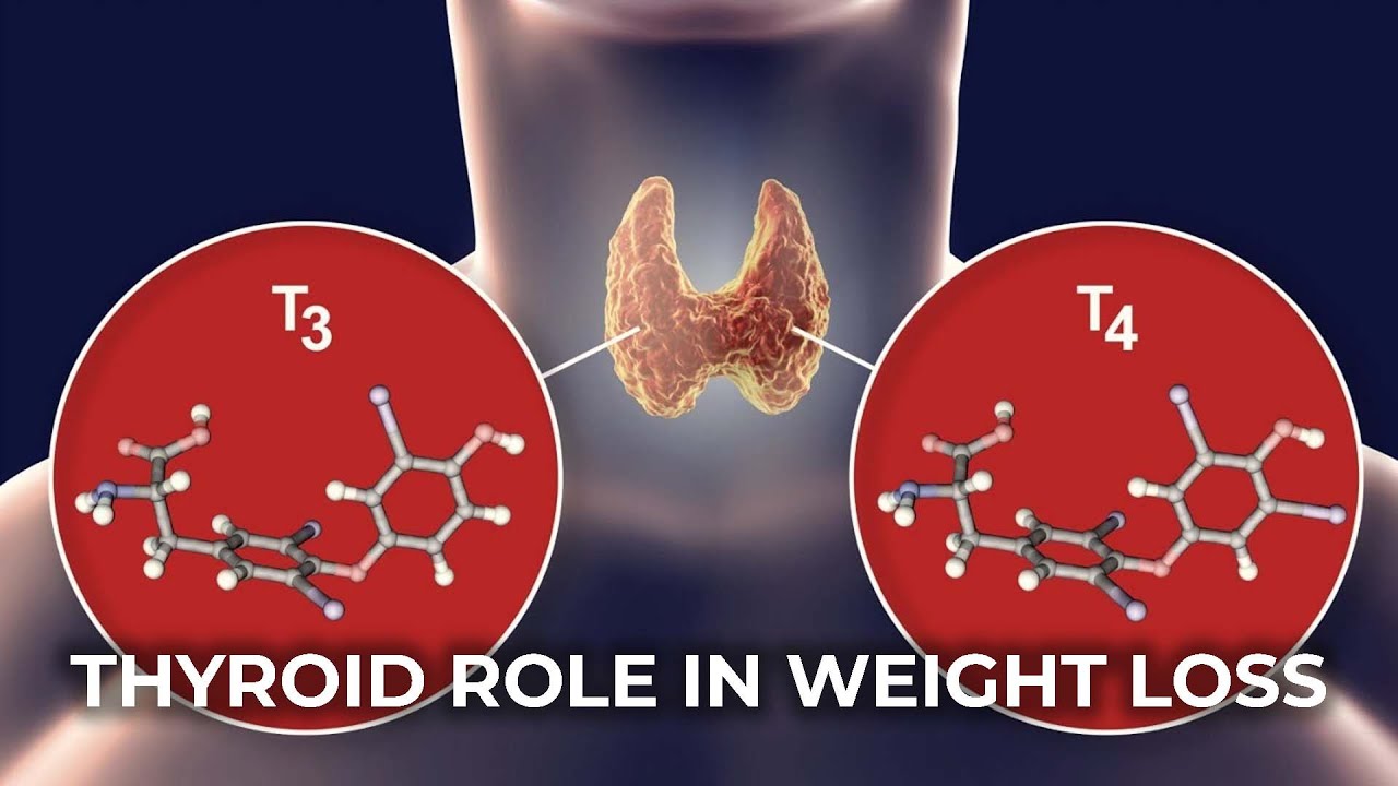 Thyroid Hormone | The Master Regulator of Metabolism and Beyond - YouTube