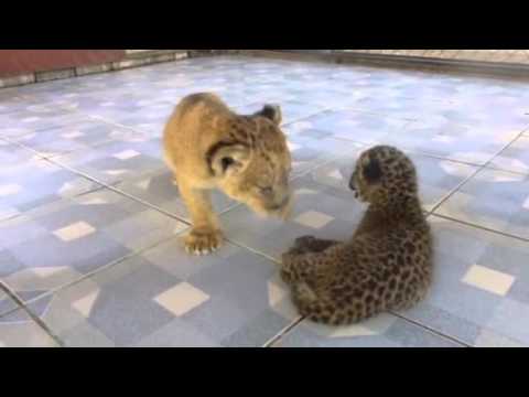 Lion and Leopard Cubs playing