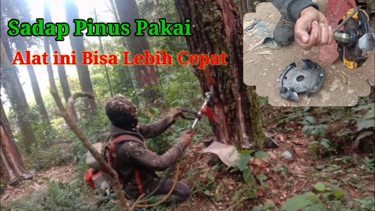 Buat Alat Sadap Getah Pinus Pakai ini Bisa Lebih Efektif - YouTube