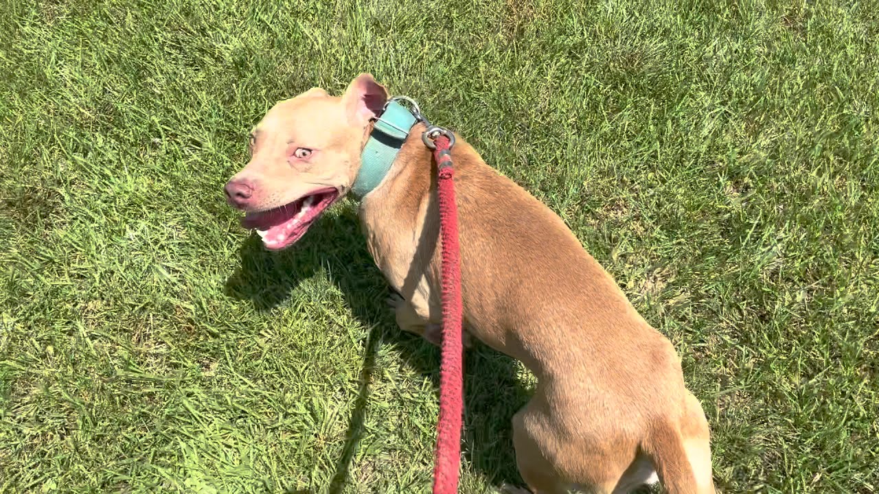 CREATING YOUR BLOOD APBT AUTHENTIC STYLE (LONG LINE OF REDBOY DOGS ...