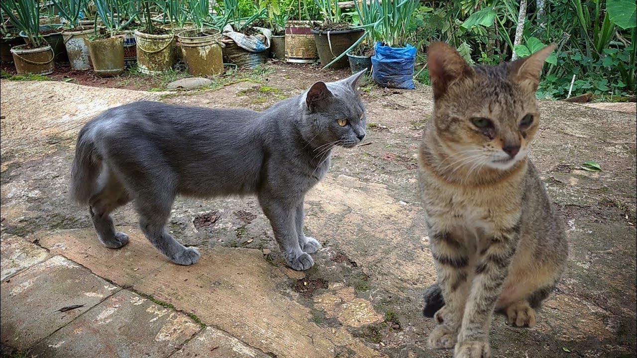 Two cats of different breeds - YouTube