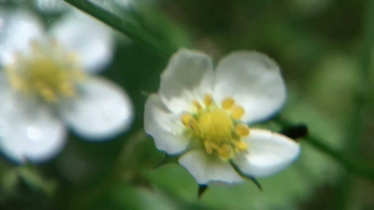 Ranunculus acris Citrinus (2013) - YouTube