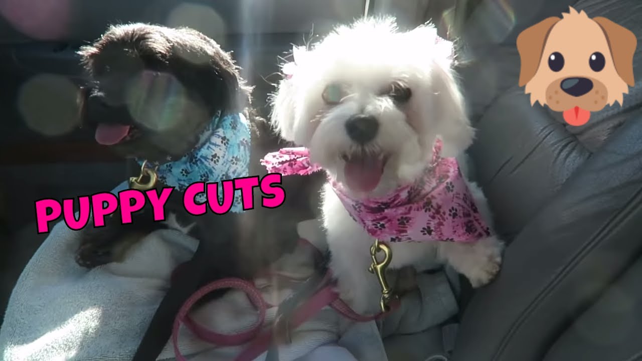 PUPPY CUTS - YouTube