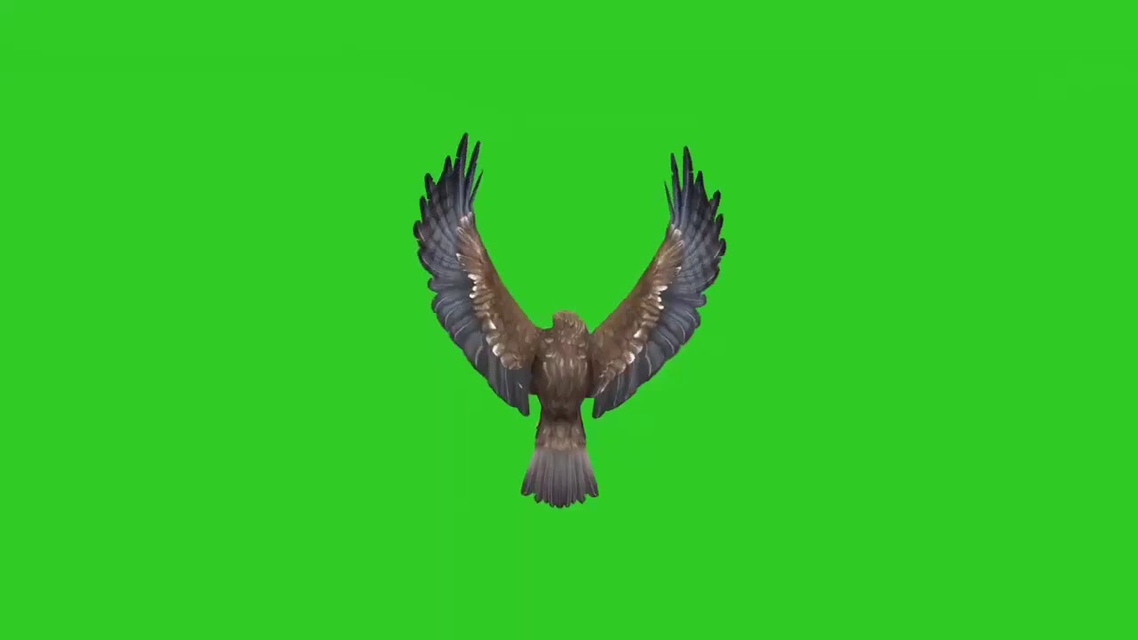 Eagle Green Screen Birds HD - YouTube
