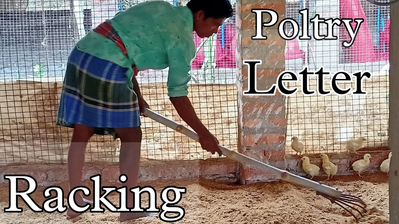 Poltry Letter Racking। Agriculture Farm House. - YouTube