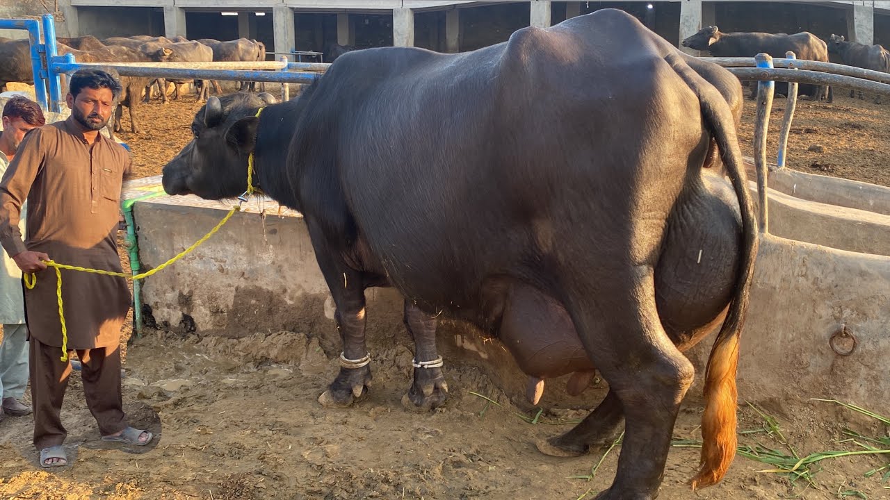 Jutt Dairy and Cattle Farm High Milking Nili Ravi Buffalos Dairy Farm ...