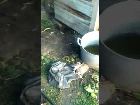 ЧУПАКАБРА высасал кровь у курей