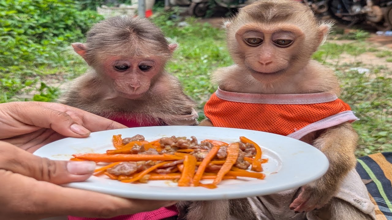 Smart Monkey Bryyan and Icy go to buy food and cook with mom 😍🙉 #monkey ...