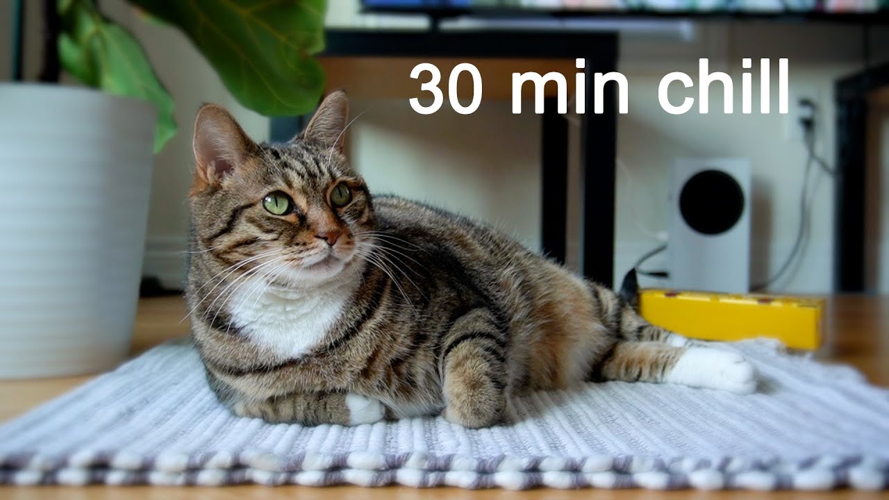 30 Min Chill With Cat (2)~ Chill | Lofi | Beats | Relax | Calm | Heal ...