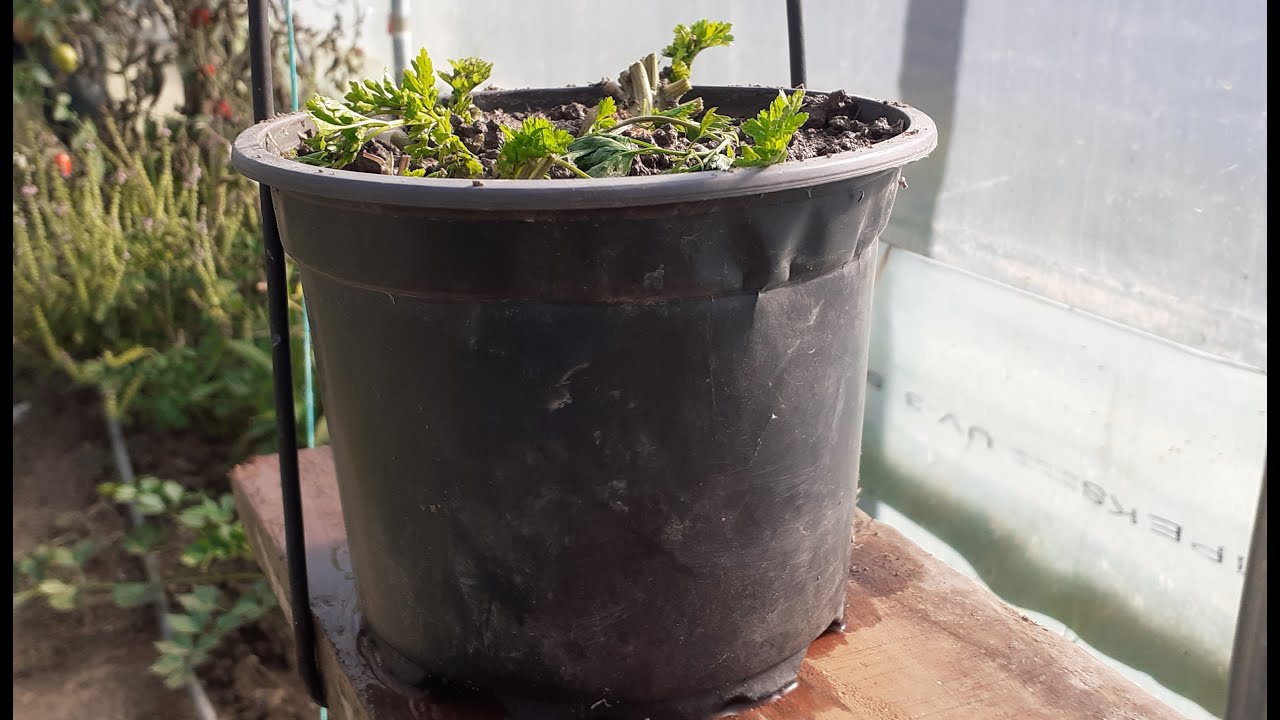 Kako se rasađuje peršun za zimu - YouTube