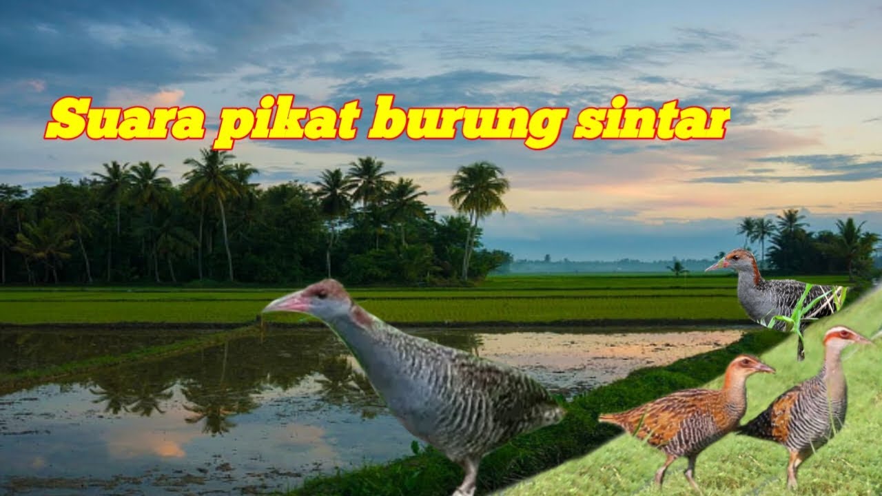 Suara pikat burung sintar terbaru 2023 - YouTube