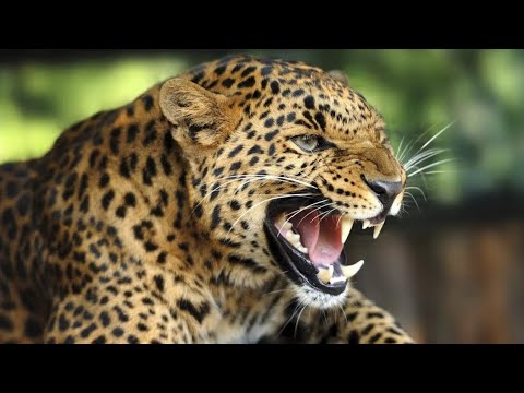 Leopard Roar Sound Effect - YouTube