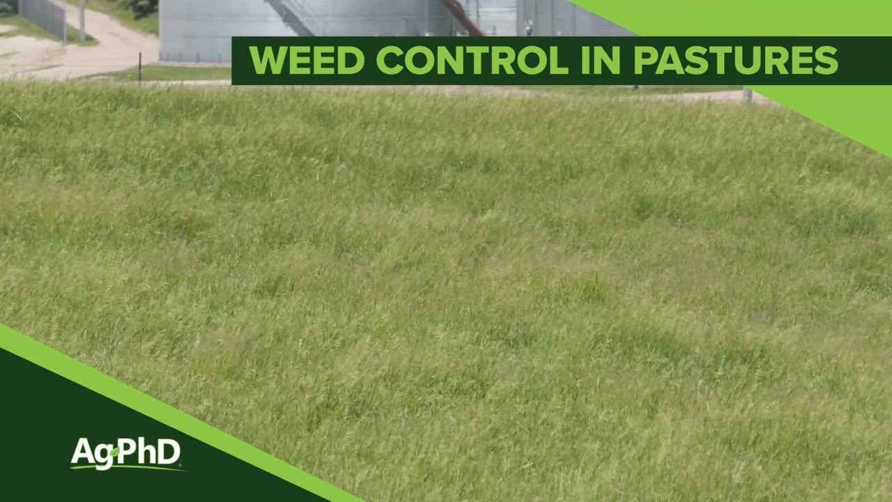 Weed Control In Pastures (From Ag PhD Show #1142 - Air Date 2-23-20 ...