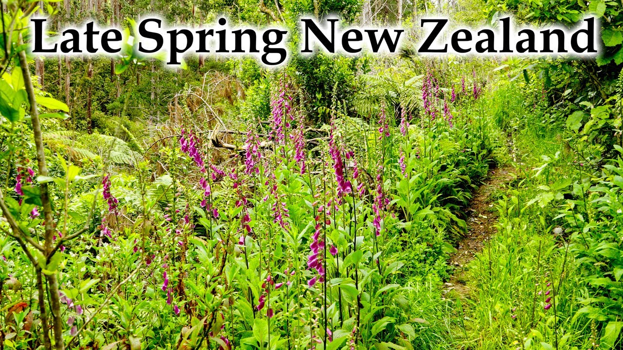 Ducks Flying, Foxgloves, Quail, Bellbird Song (short) #4k #birds # ...